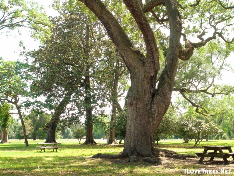 Charleston Trees – I Love Trees