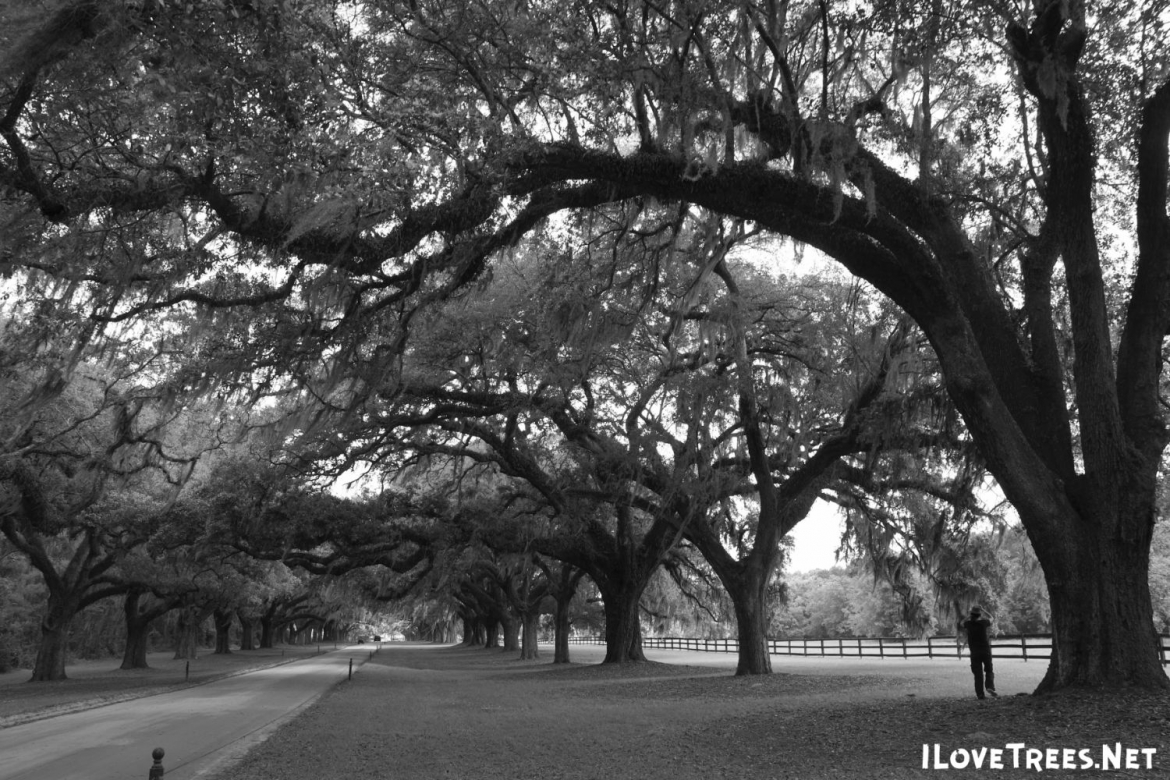 Charleston Trees – I Love Trees