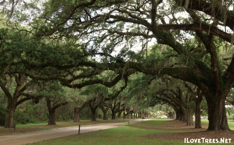 Charleston Trees – I Love Trees