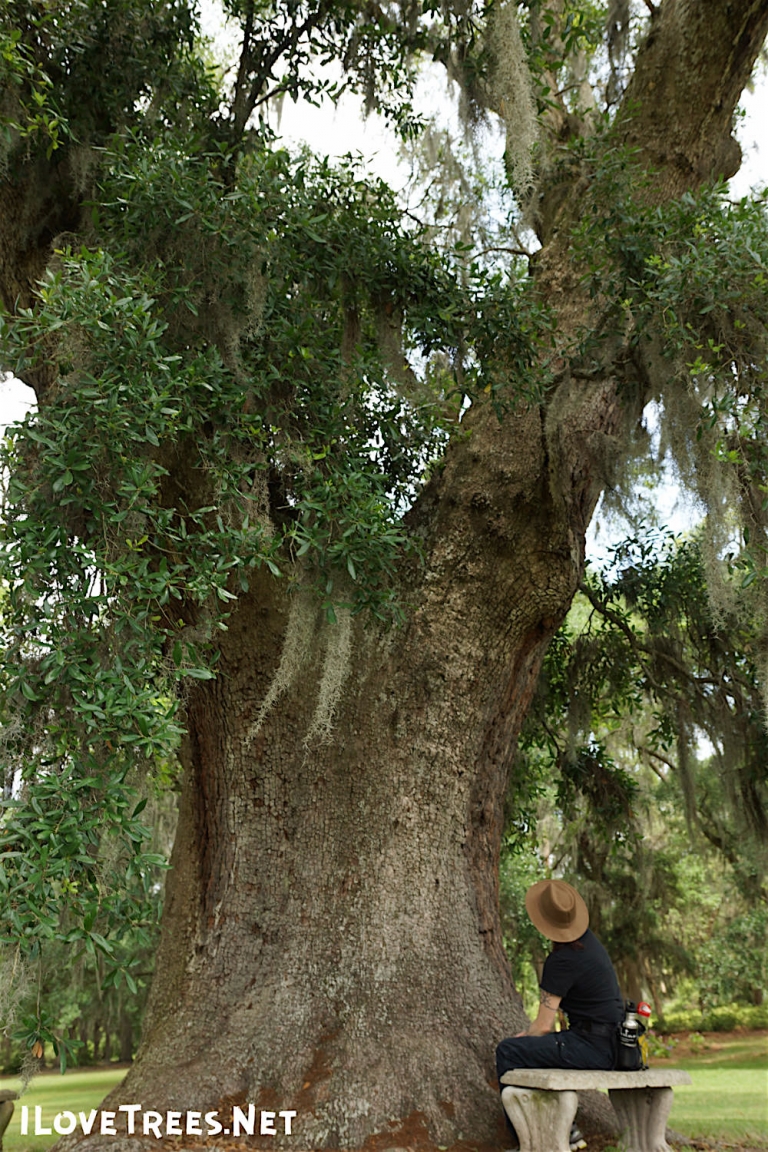 Charleston Trees – I Love Trees