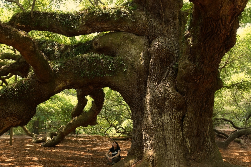 Charleston Trees – I Love Trees