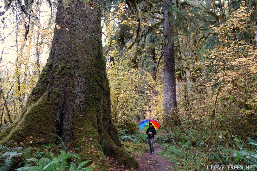 Olympic National Park – I Love Trees