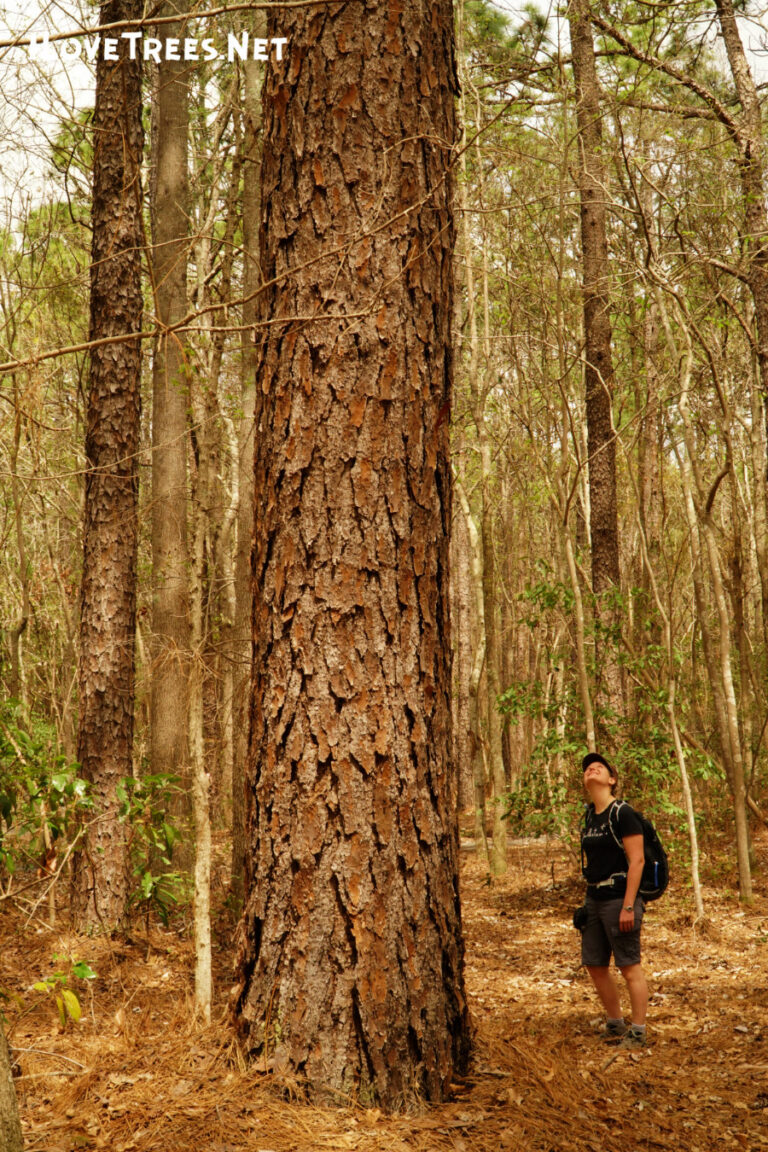 Blue Clay Bike Park – I Love Trees