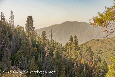 Sequoia Groves – I Love Trees