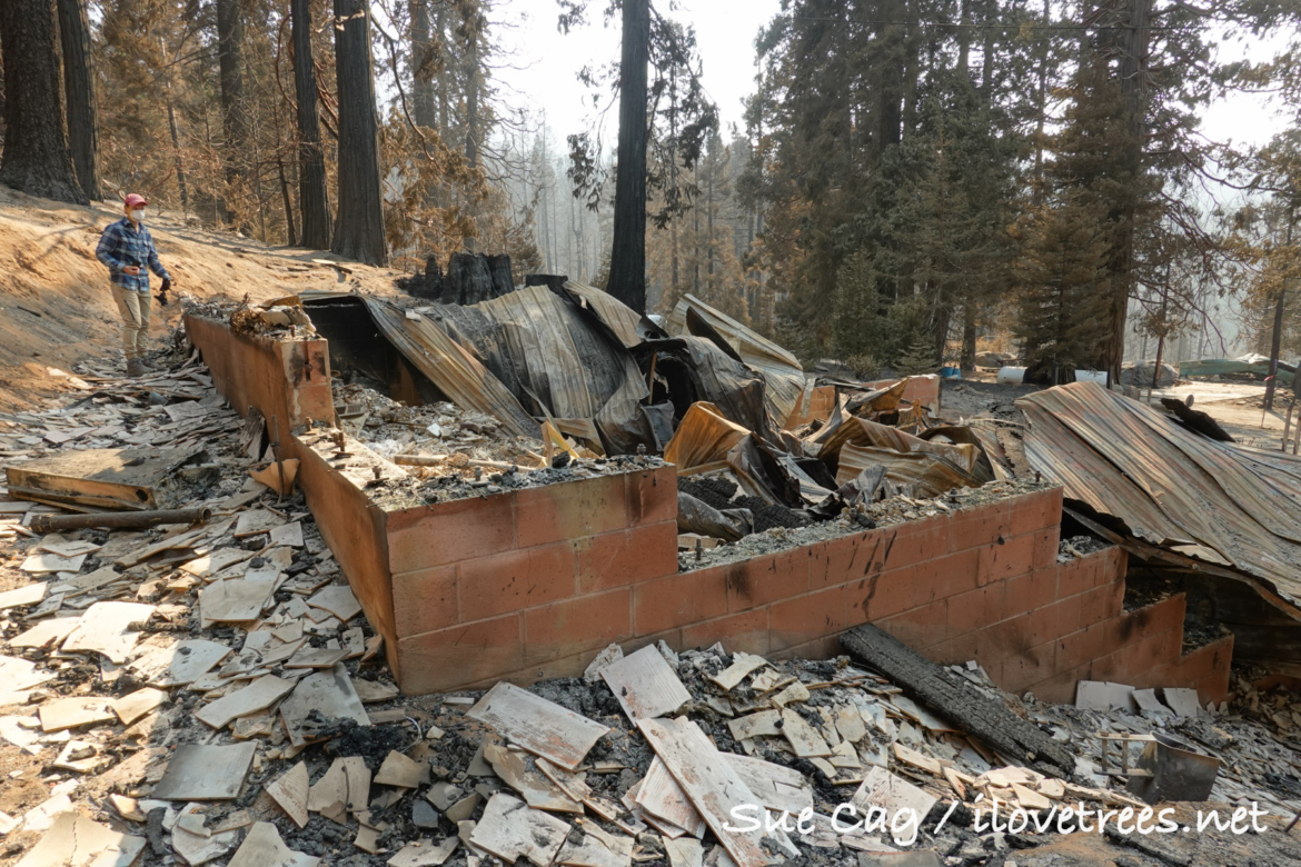 Alder Creek Grove "After" the Castle Fire