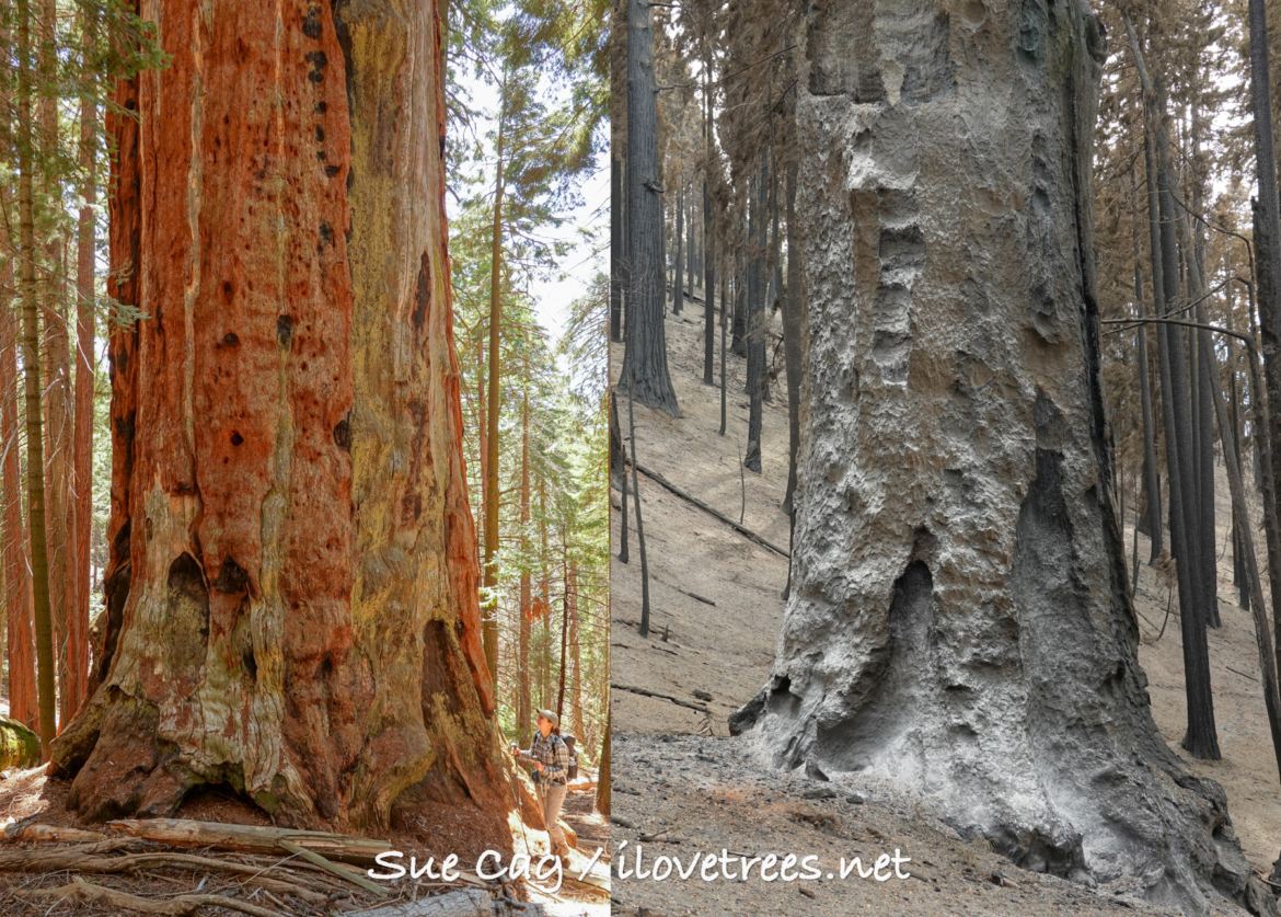 Patriarch Tree Destroyed in the Castle Fire – I Love Trees