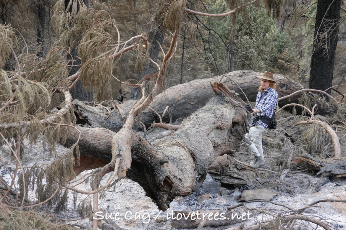 Stagg Lives, Waterfall Perishes – I Love Trees