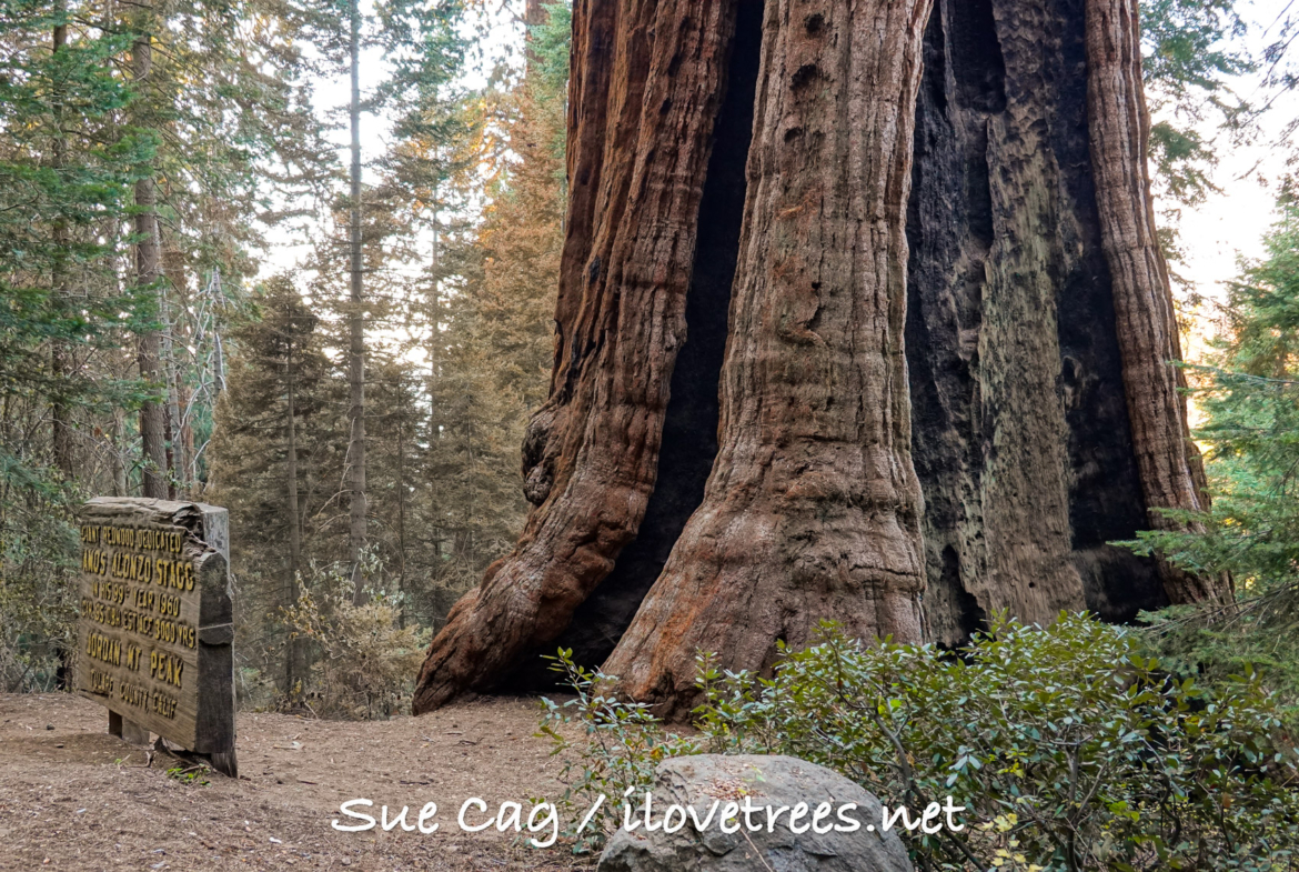 Stagg Lives, Waterfall Perishes – I Love Trees