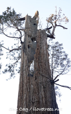 Stagg Lives, Waterfall Perishes – I Love Trees