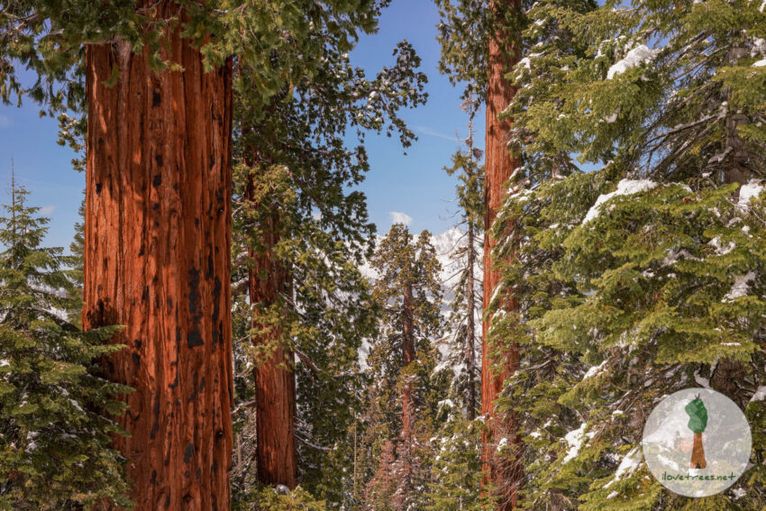 The Winter I Got Stuck in a Sequoia Grove – I Love Trees