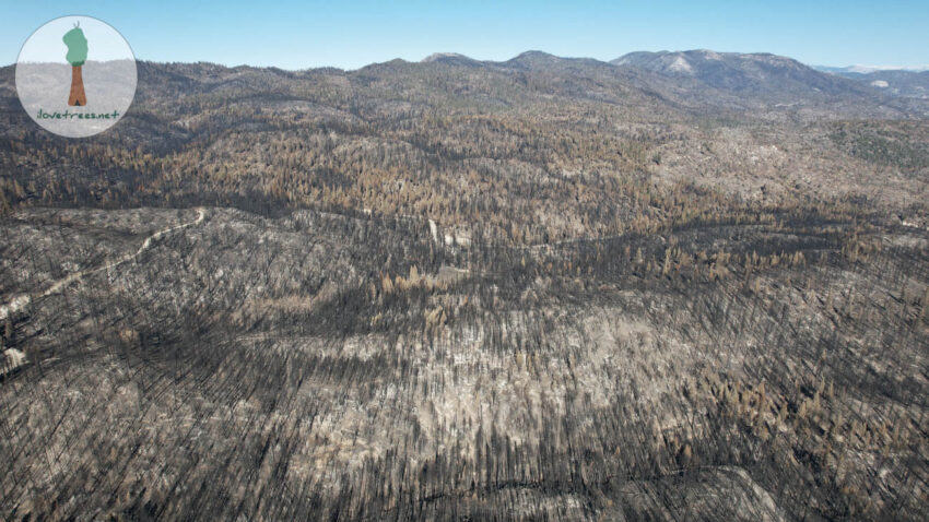 Sequoia Groves Under Siege by Logging – I Love Trees