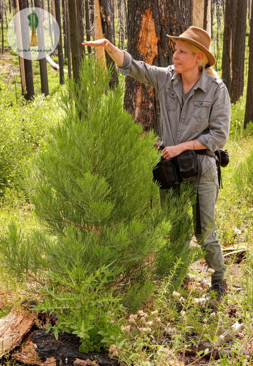 Sequoia Groves Under Siege by Logging – I Love Trees