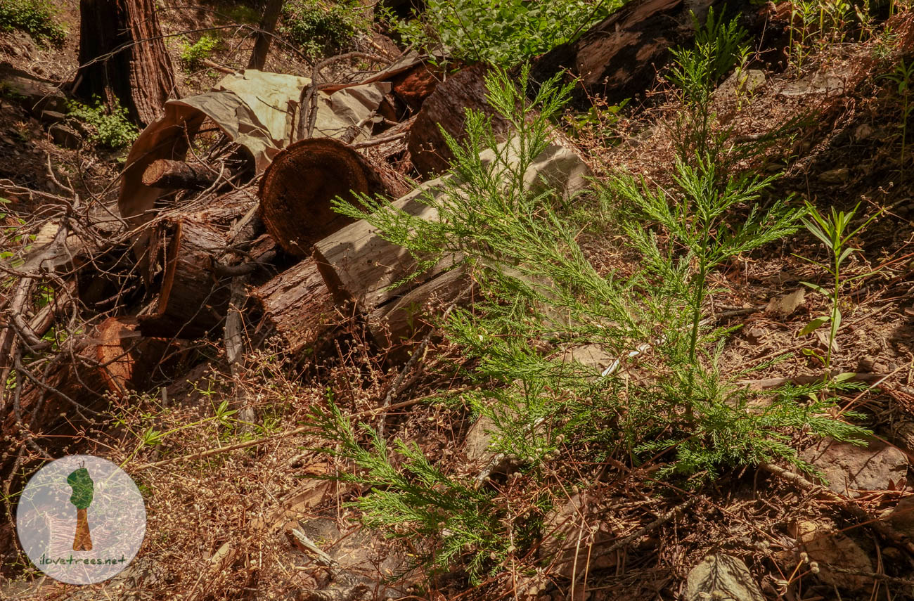 Natural Sequoia Seedlings Thriving After Recent Fires – I Love Trees