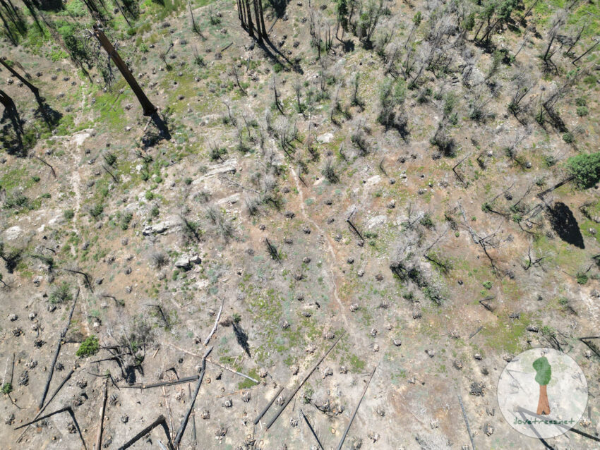 Sequoia Groves Under Siege by Logging – I Love Trees