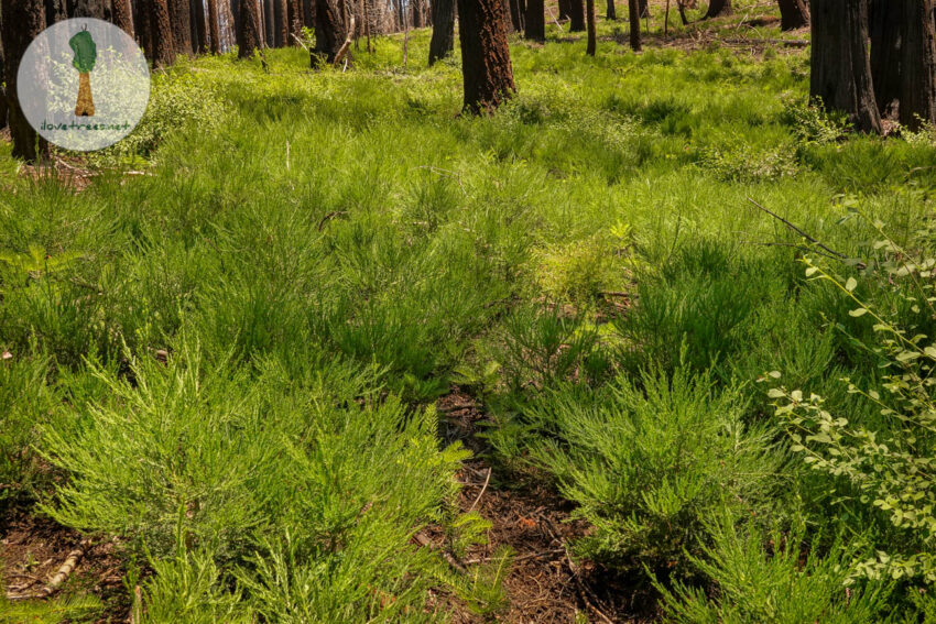 Natural Sequoia Seedlings Thriving After Recent Fires – I Love Trees