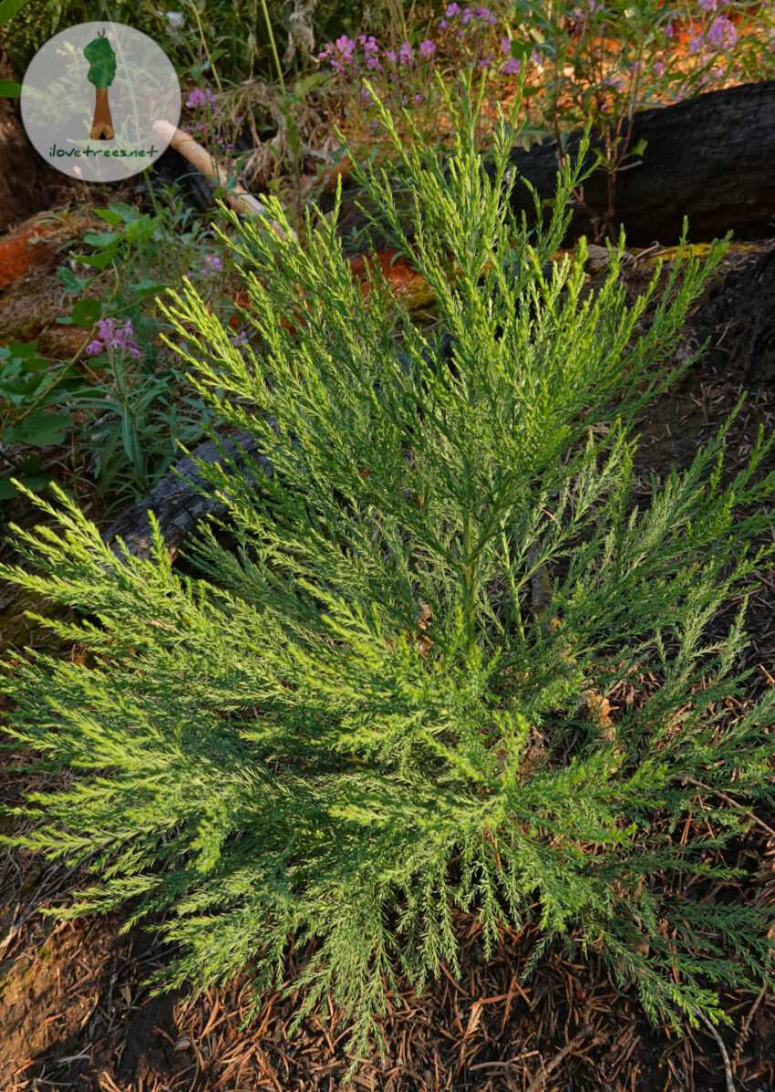 Natural Sequoia Seedlings Thriving After Recent Fires – I Love Trees